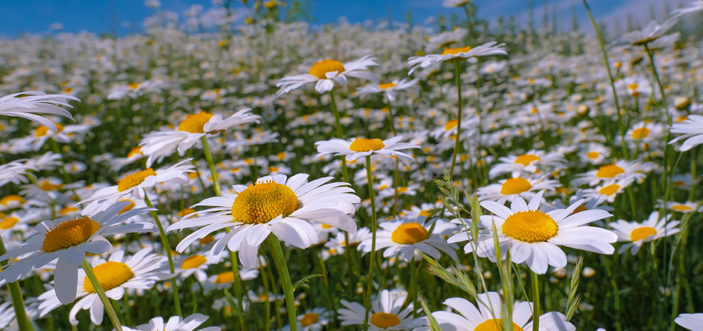 Chamomile Production with Proper Farm Management Practices